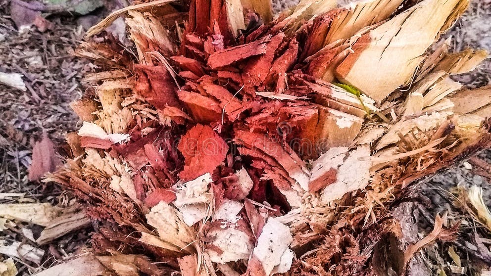 Repeatedly Beating a Tree after Cutting it Stock Photo - Image of ...