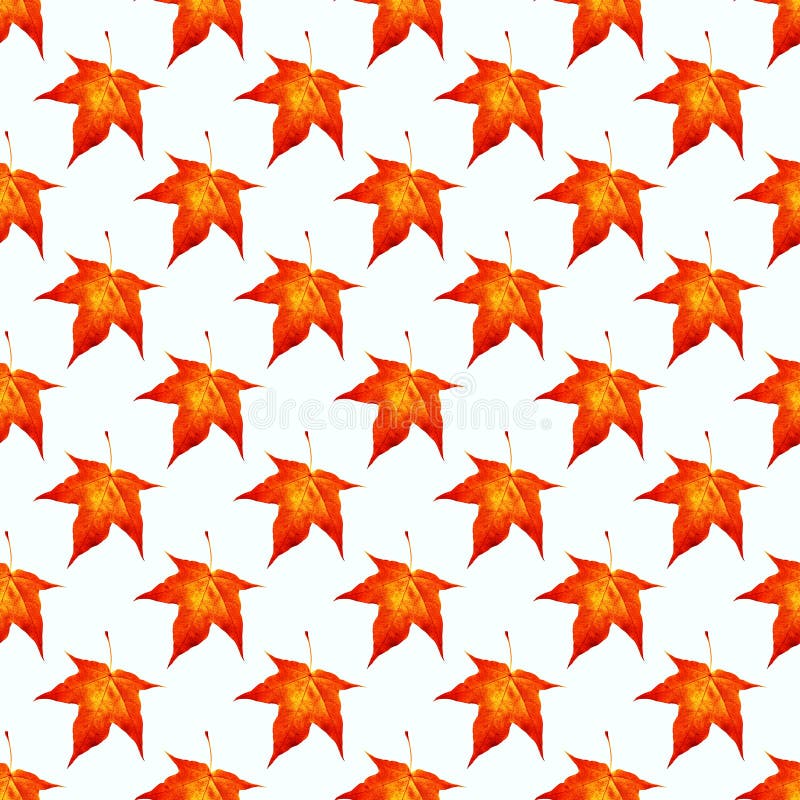 A Repeating Pattern of Red Maple Leaves on a White Background. Stock ...
