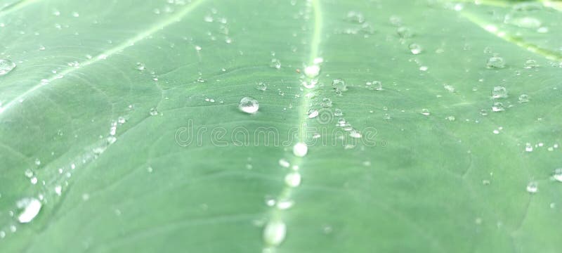 Repellent effect stock photo. Image of frost, sunlight - 204495166