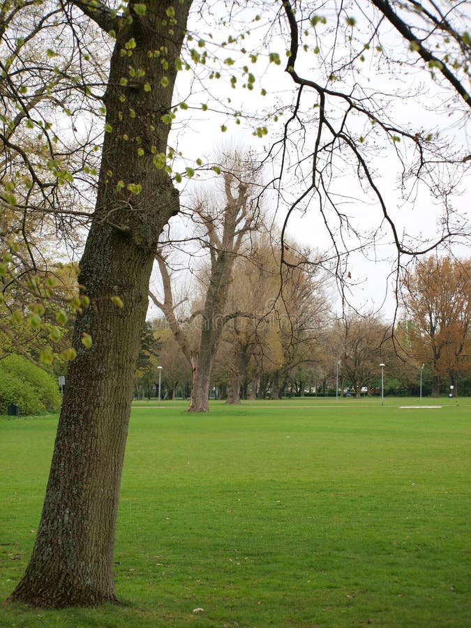 Repetition of trees stock image. Image of thehague, green - 90563507