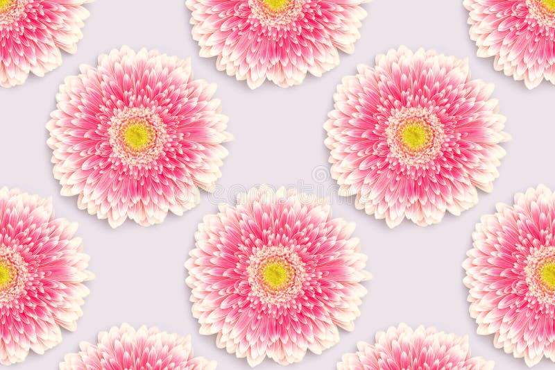 Repetitive Pattern Made of Pink Gerbera Flower on a Blue Background ...
