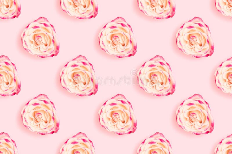 Repetitive Pattern Made of Rose Flower on a Pink Pastel Background ...