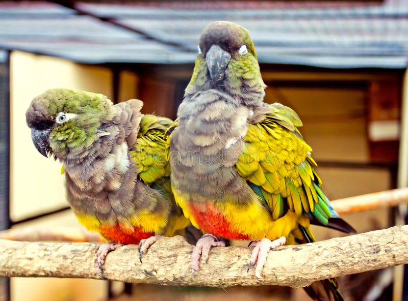 Repita mecanicamente pares imagem de stock. Imagem de junto - 27672607