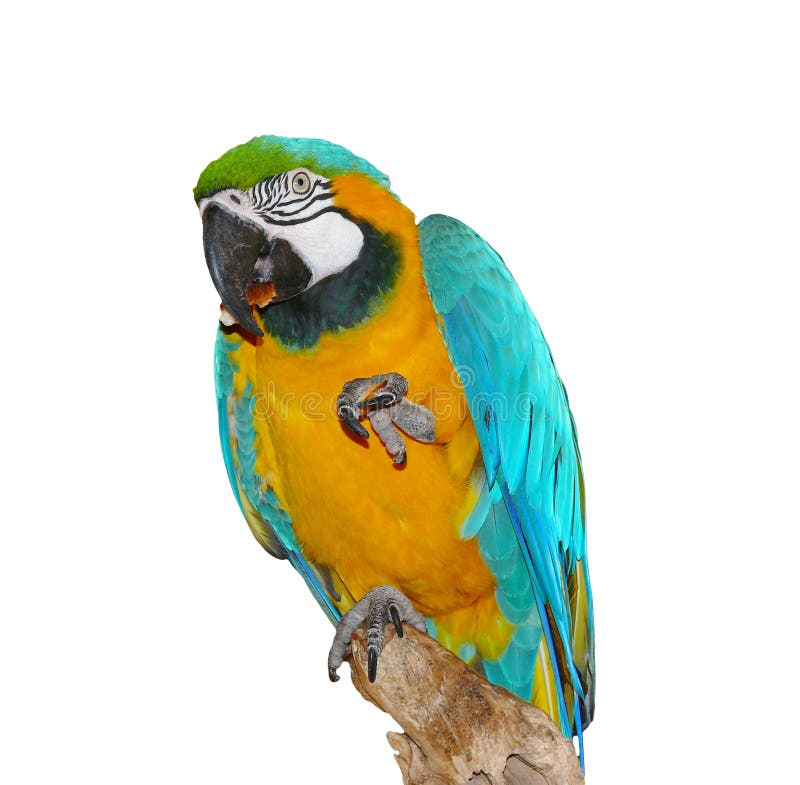 Repita Mecanicamente Que Come E Cumprimenta Foto de Stock - Imagem de ...