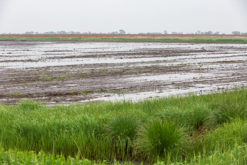 Replaced Rice Checks. Rice Field Filled with Water in the Summer Stock ...