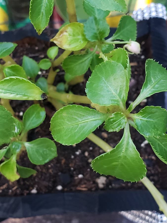 Replanted Planted Plant Leaves Stock Image - Image of plant, planted ...