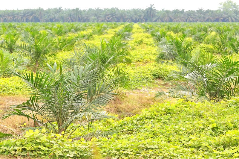 Oil Palm Estate stock image. Image of cultivation, choice - 26293919