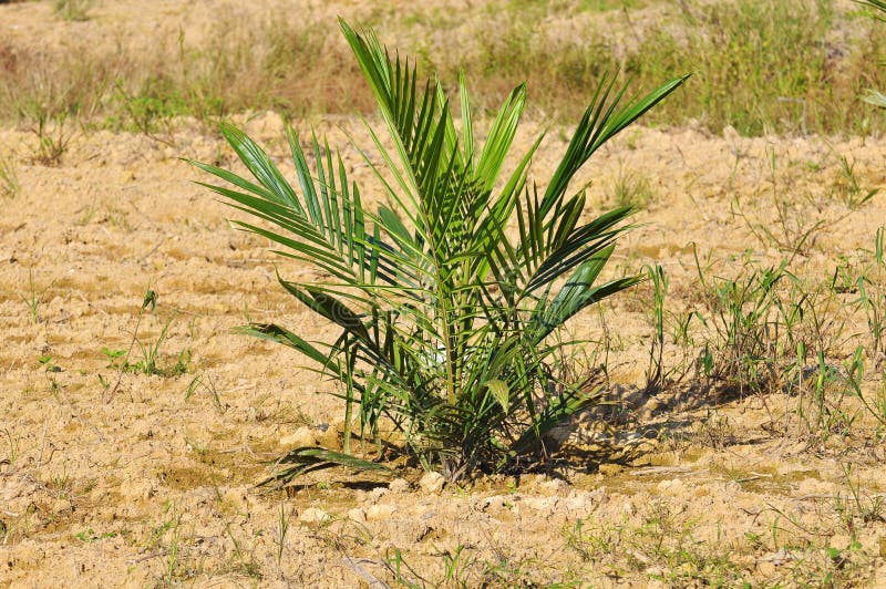 Replanting palm oil tree stock photo. Image of growth - 56131796