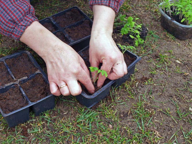 Replanting seedlings stock image. Image of young, replant - 39917671