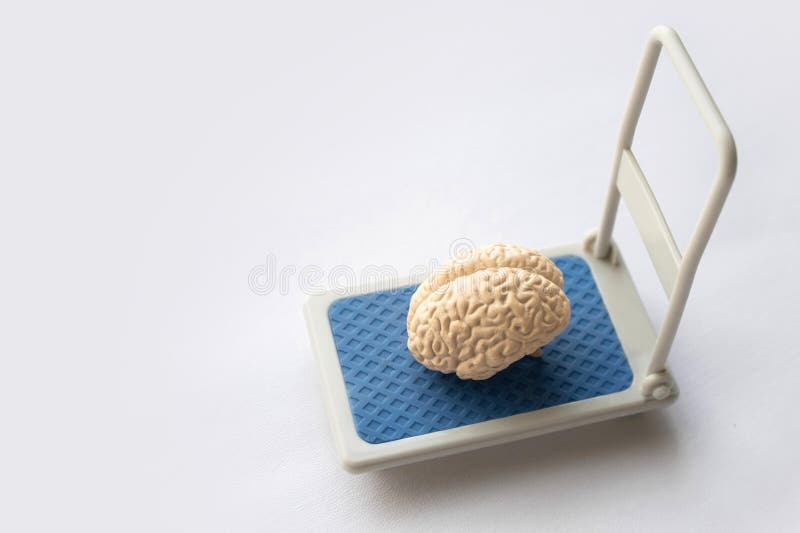 Miniature Human Brain on a Trolley Stock Photo - Image of donation ...