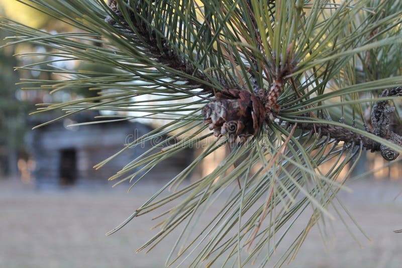 Background Log Cabin in the Spring Stock Image - Image of forest ...