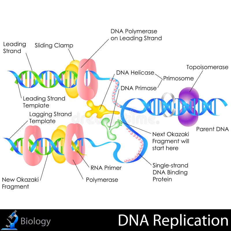 Replicazione del dna illustrazione vettoriale. Illustrazione di arte ...