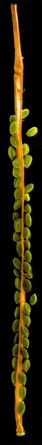 Replum and Seeds of Thale Cress Stock Image - Image of science, cell ...