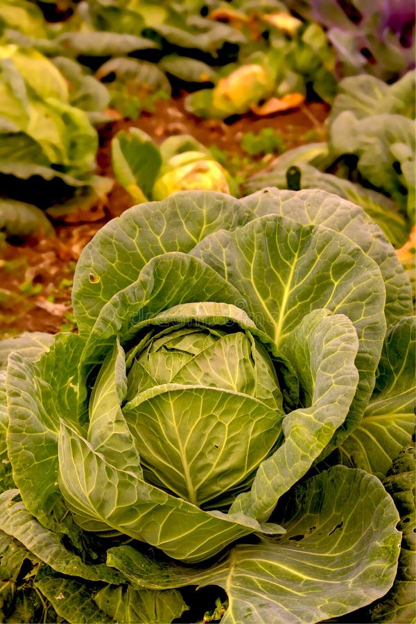 Repolho branco foto de stock. Imagem de campo, comer - 18359012