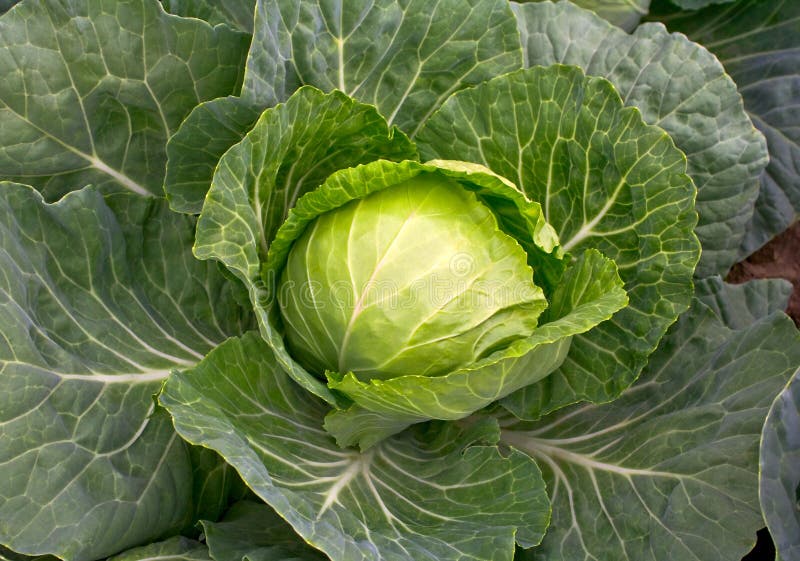 Repolho branco foto de stock. Imagem de orgânico, comer - 5859102