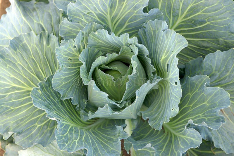Repolho branco foto de stock. Imagem de coma, dieta, terra - 7742382