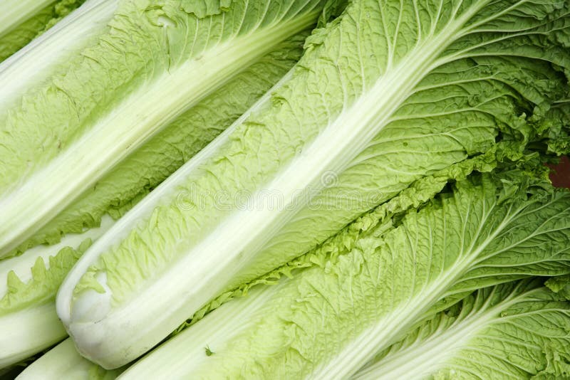 Repolho chinês imagem de stock. Imagem de alimento, chinês - 21045307
