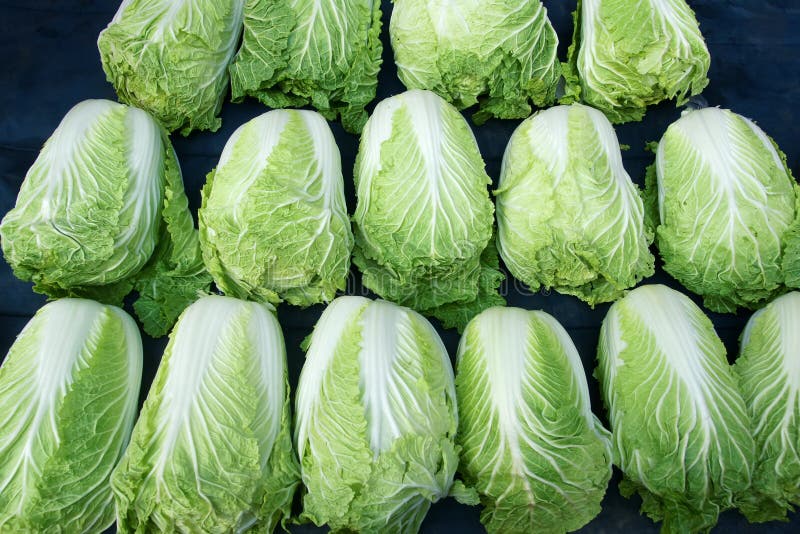 Repolho chinês imagem de stock. Imagem de alimento, chinês - 21045307