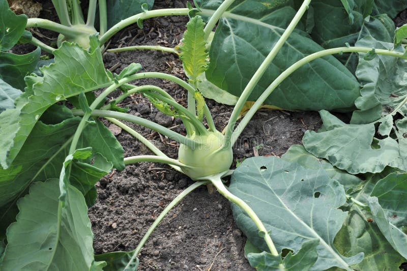 Repolho de nabo imagem de stock. Imagem de vegetal, nabo - 27050621