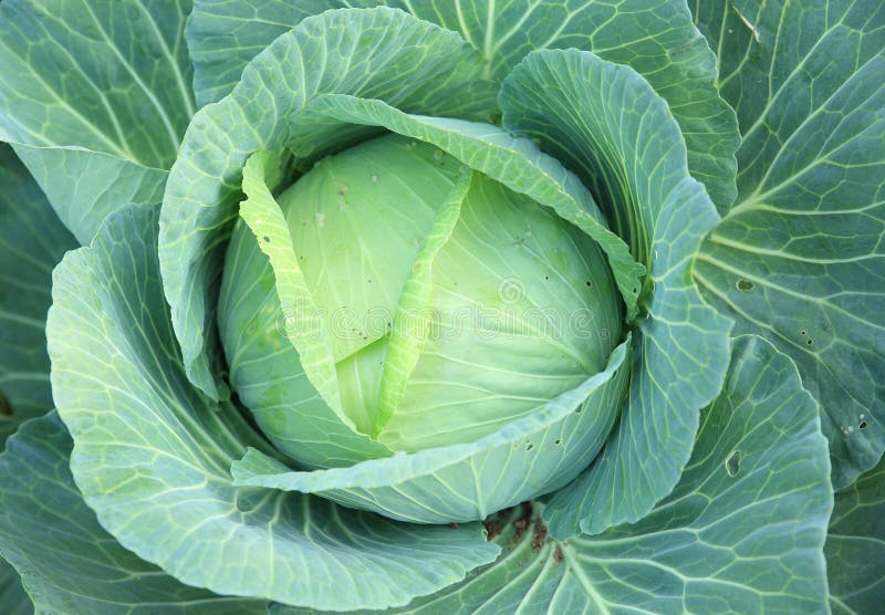 Repolho verde foto de stock. Imagem de repolho, agricultura - 50423396