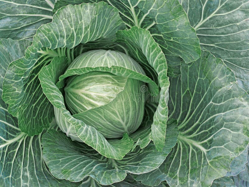 Repollo Blanco En Crecimiento, Fondo Natural Imagen de archivo - Imagen ...