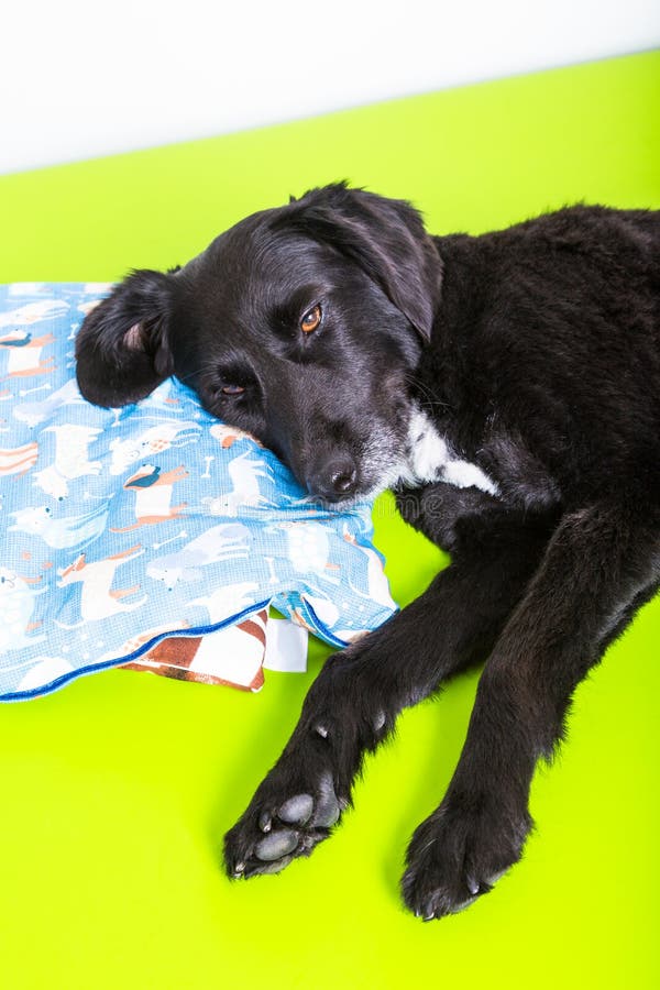 Repos photo stock. Image du repos - 69410194