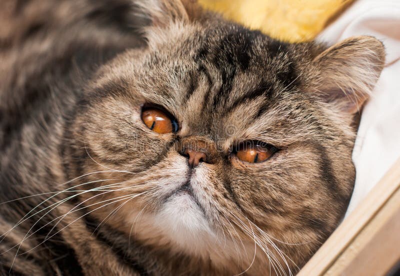 Chat, Persan exotique image stock. Image du studio, assez - 12112541