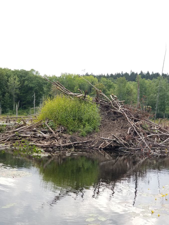 Represa Del Castor De Los Estanques De Cristal Foto de archivo - Imagen ...