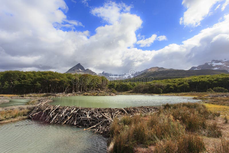 Represa Do Castor Em Laguna Esmeralda Ushuaia Foto de Stock - Imagem de ...