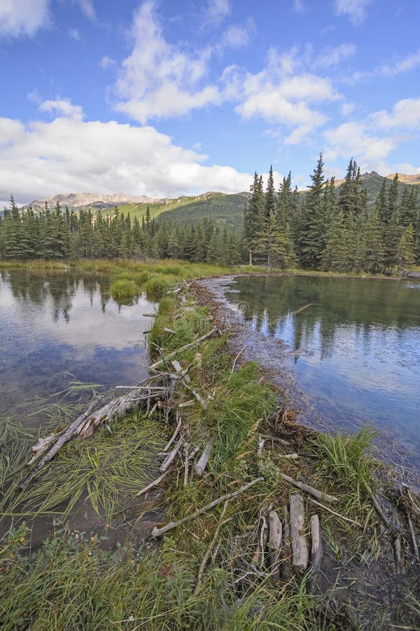 Represa Do Castor No Lago Em Ferradura Foto de Stock - Imagem de norte ...
