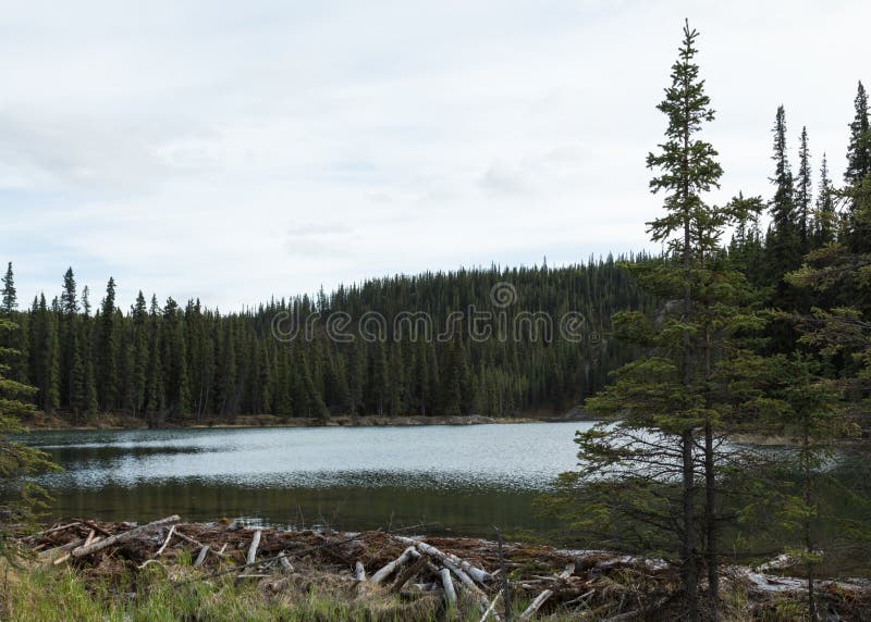 Represa Do Castor No Lago Em Ferradura No Parque Nacional De Denali ...