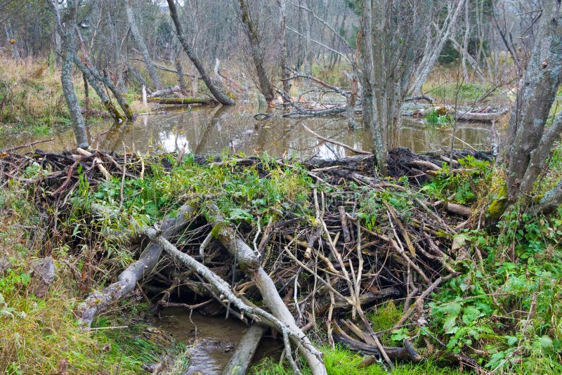 Represa do castor no rio foto de stock. Imagem de floresta - 31741234