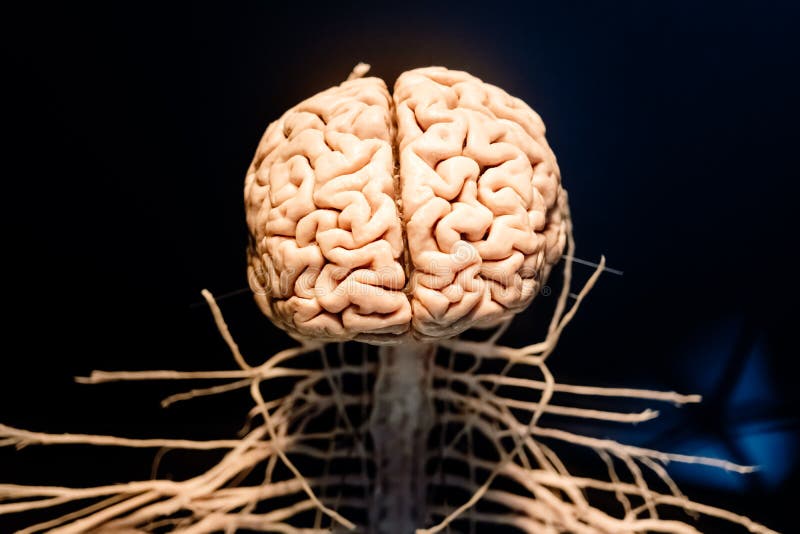 Representation of a Brain and the Nerve Links that Go Down the Spinal ...