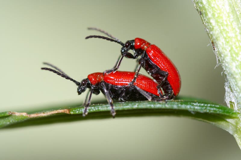 Reprodução imagem de stock. Imagem de inseto, macro, copi - 2799349