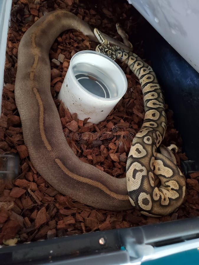 Pitones de la bola imagen de archivo. Imagen de cubo - 109707035
