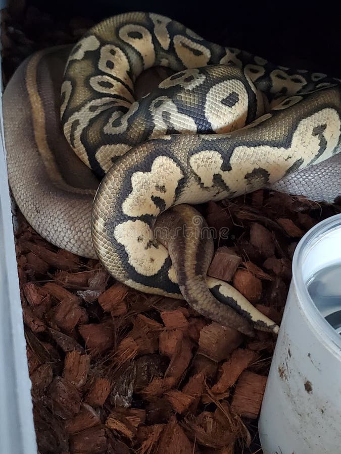 Pitones de la bola imagen de archivo. Imagen de cubo - 109707035