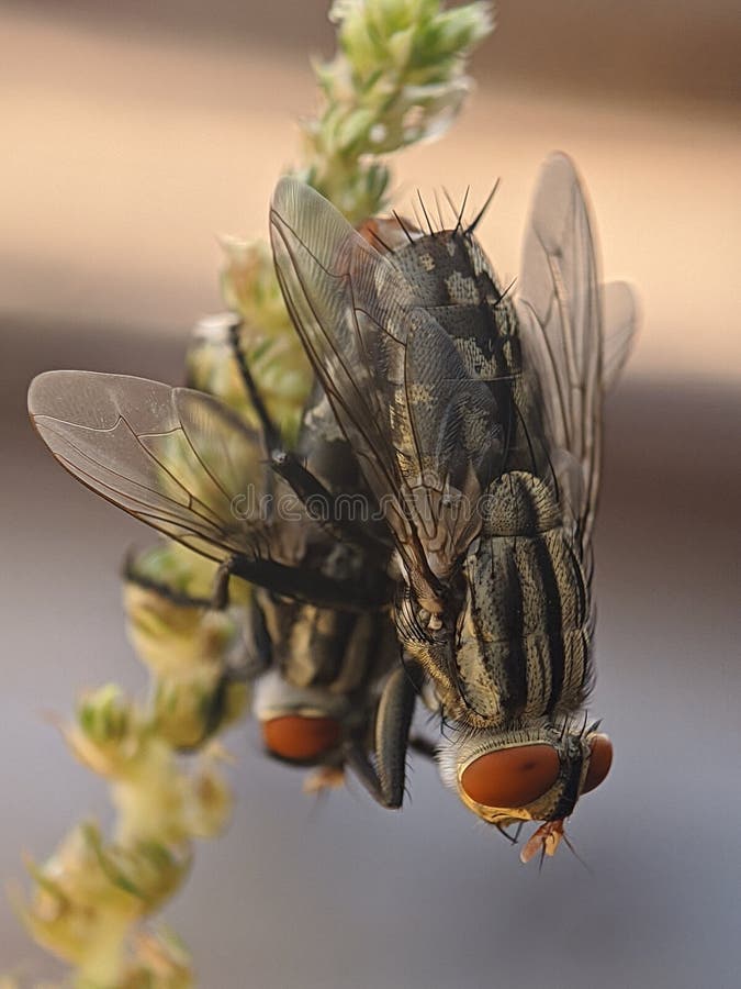 Reproducing Flies on Tree Branches Stock Photo - Image of tree ...