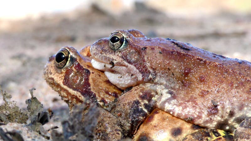 Pairing toads closely stock image. Image of cane, breeding - 215356571