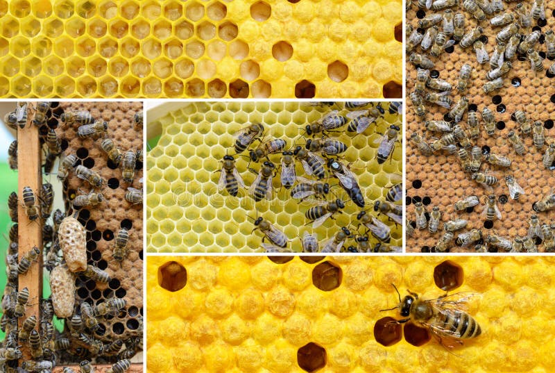 Reproduction of Bees. How Bees Multiply. Photo Collage on Bee Breeding ...
