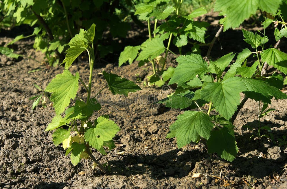 Reproduction of currant stock photo. Image of little - 134118020