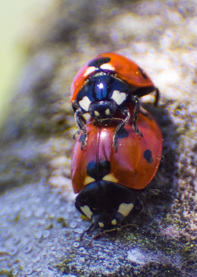Reproduction D'insectes De Coccinelle. Image stock - Image du rouge ...