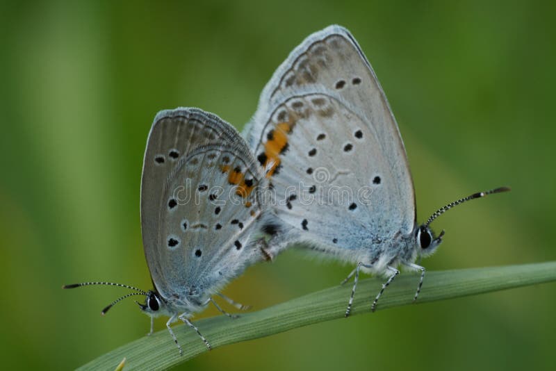 Reproduction de papillon image stock. Image du amour - 82582131