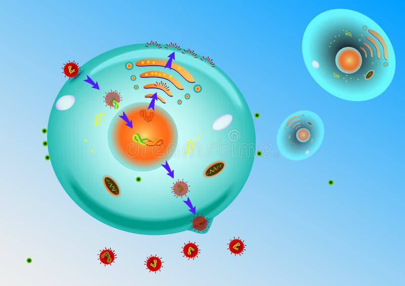Cycle De Reproduction De Virus De La Grippe Illustration de Vecteur ...