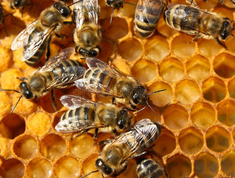 Reproduction des abeilles. image stock. Image du utile - 4956331