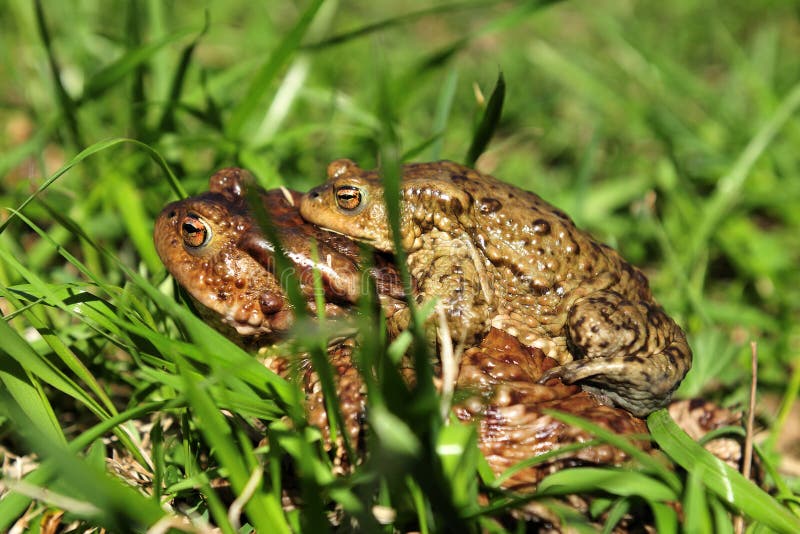 Couples De Accouplement Du Crapaud Commun, Bufo De Bufo Photo stock ...
