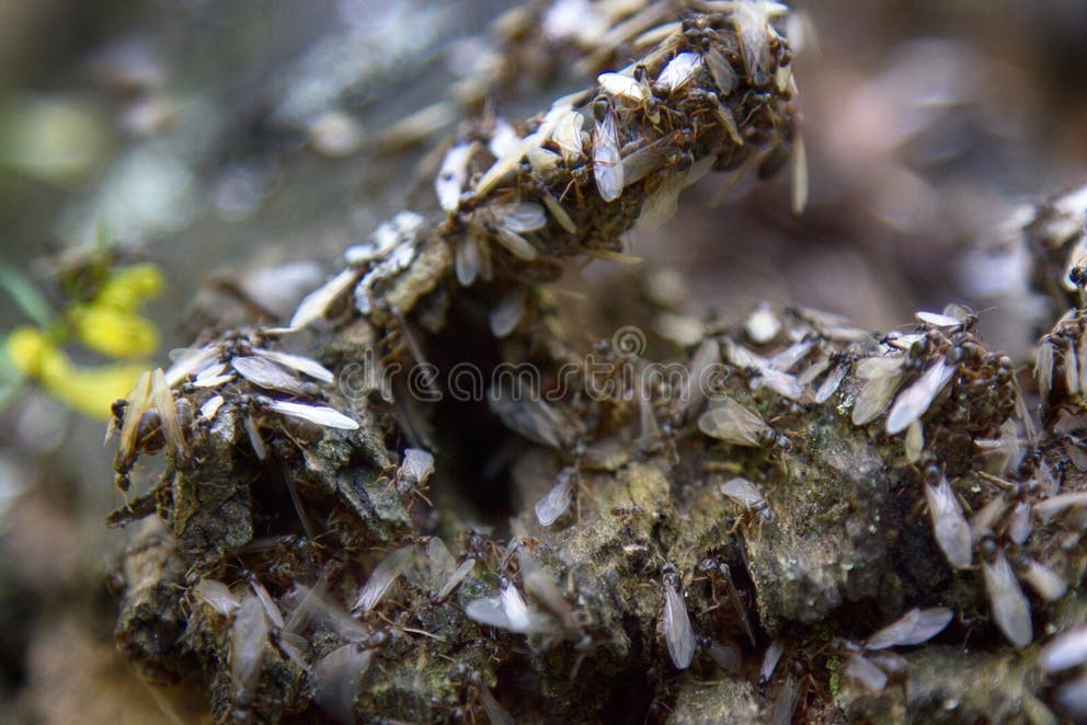 Reproduction des fourmis photo stock. Image du emboîtement - 120311544