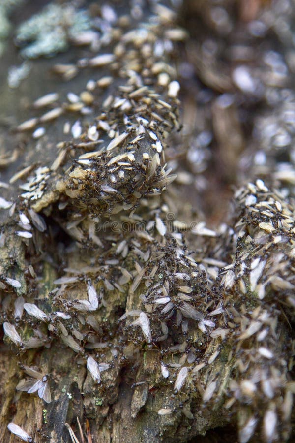 Reproduction des fourmis image stock. Image of groupe - 120311589