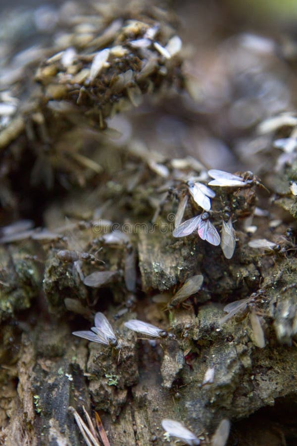 Reproduction des fourmis photo stock. Image du emboîtement - 120311544