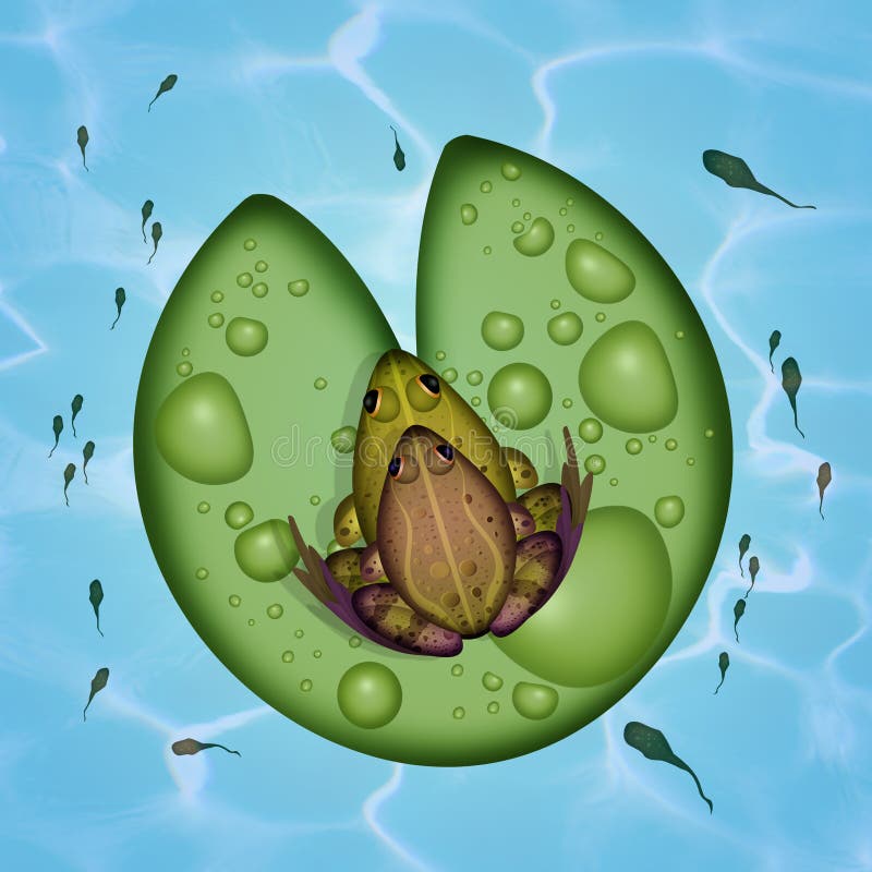 Metamorphosis Amphibians, for Example, the Life Cycle of Frogs Stock ...
