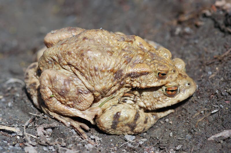 Reproduction of toads. stock photo. Image of pond, macro - 45510946